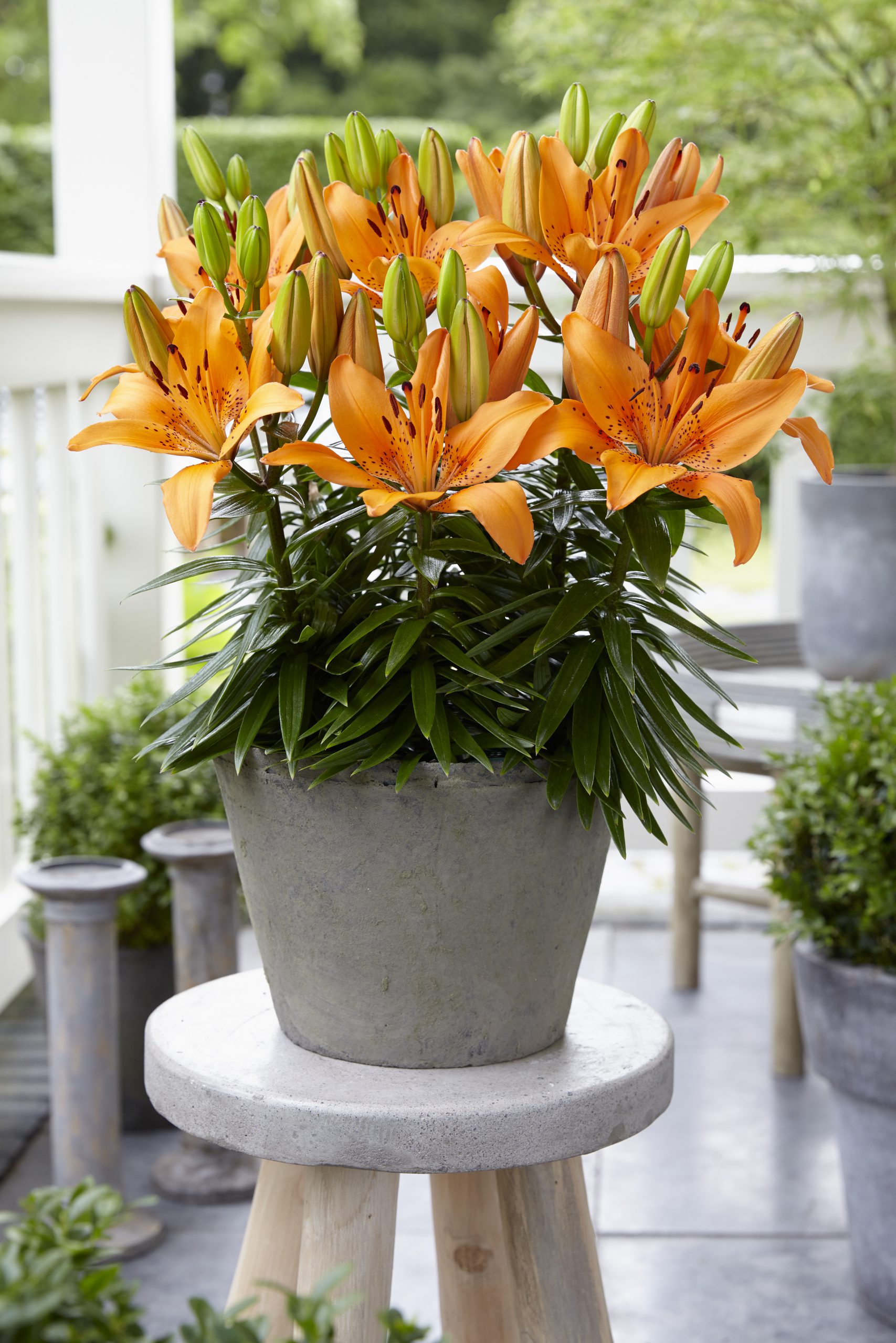 Lilium Eternal - GAV Verdegaal