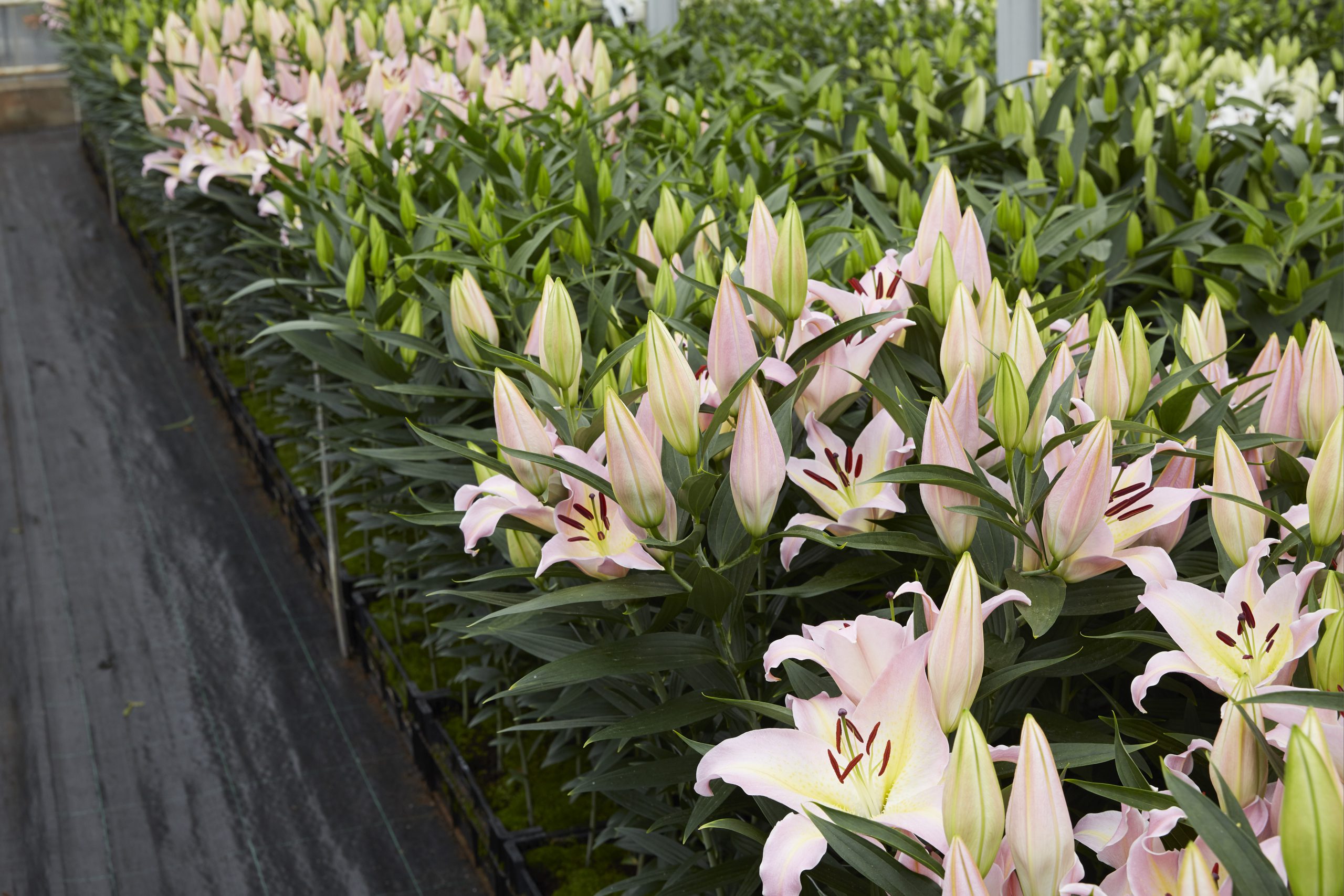 Lilium Hocus Pocus (Bed) (1) - GAV Verdegaal