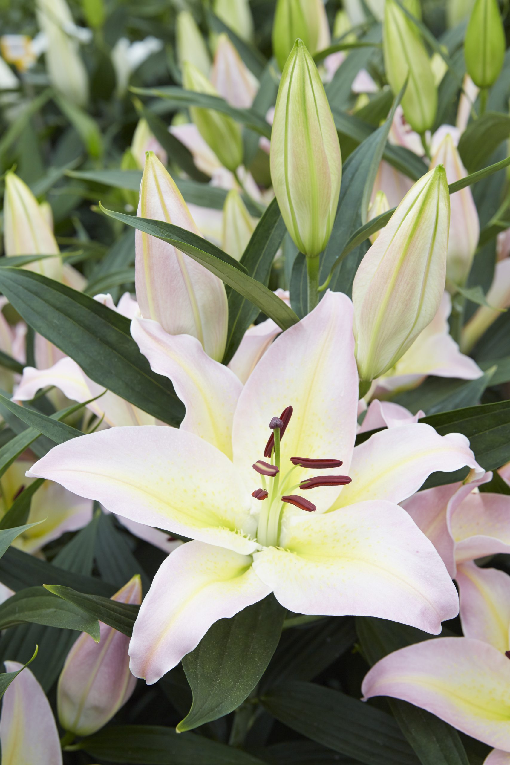 Lilium Hocus Pocus - GAV Verdegaal